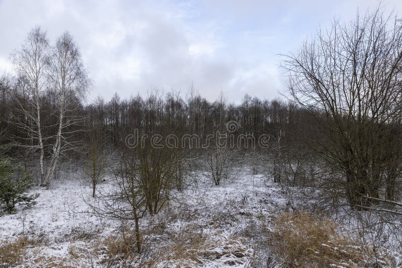 Trees and Yellow Grass in Winter after Snowfall Stock Image - Image of ...