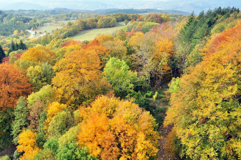 Trees With Yellow Leaves In Autumn Stock Image - Image of light ...