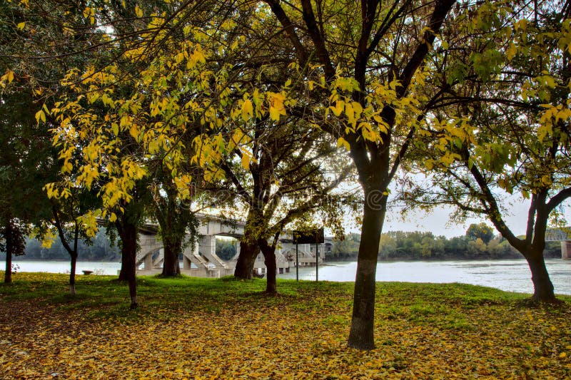 Trees with Yellow Leaves in Autumn Next To a River Stock Photo - Image ...