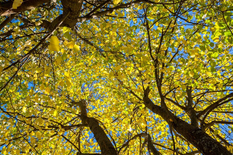 Trees with yellow leaves stock image. Image of colored - 31995061