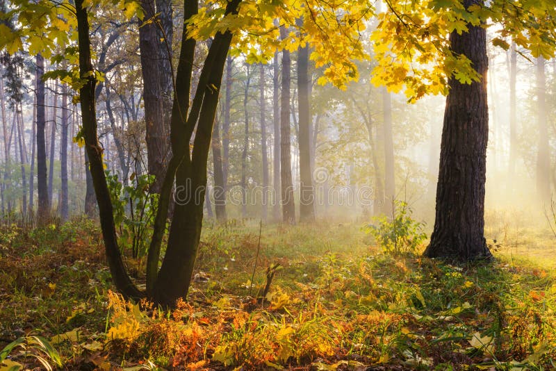 Trees with Yellow Leaves in Forest Stock Photo - Image of mist, lane ...