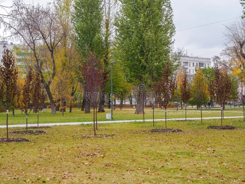 Trees with Yellowing Foliage Along the Path in the Autumn Park. Stock ...