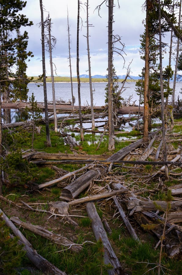 Trees in Yellowstone stock photo. Image of lake, trunk - 32231788