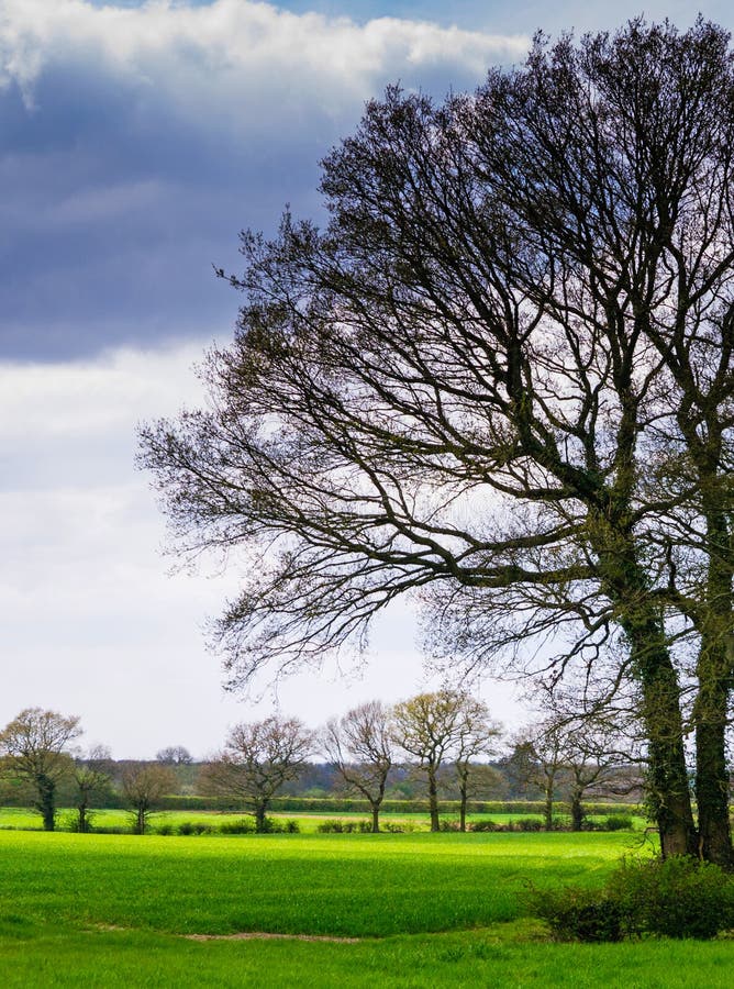 Trees in a Yorkshire Landscape Against a Dramatic Cloudy Sky Background ...