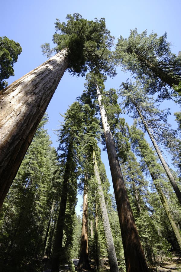 Trees in Yosemite National Park Stock Photo - Image of branch, sunlight ...
