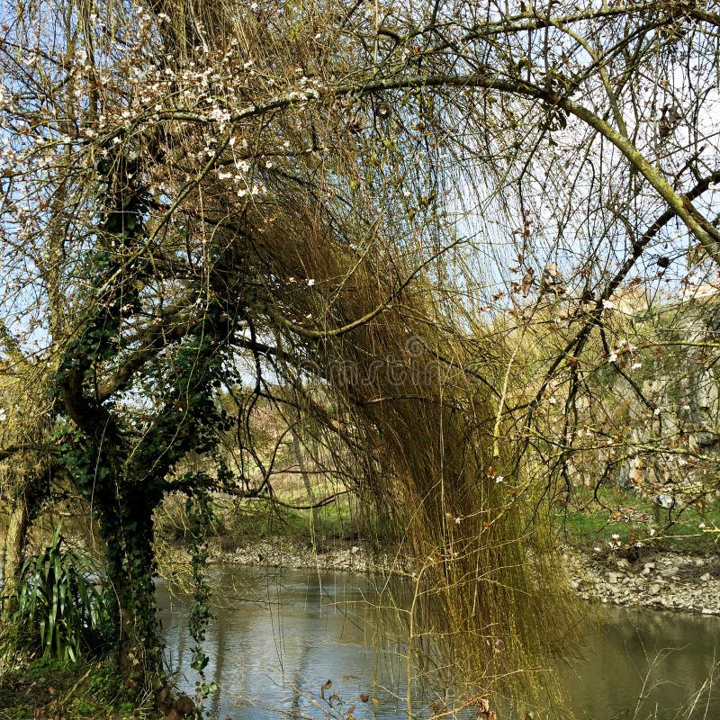 Trees with Young Foliage Over the River. Stock Image - Image of light ...