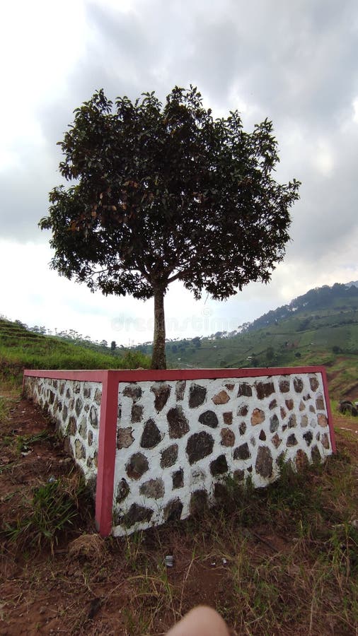 Trees in zandea park stock image. Image of light, yard - 220421895