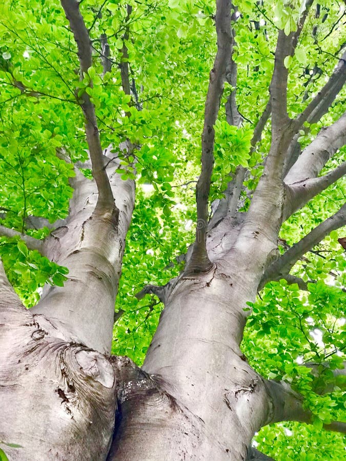 Treescape stock photo. Image of environment, natural - 16556674