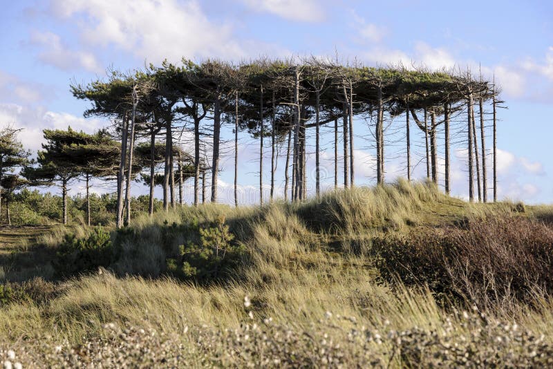 Treescape stock photo. Image of sands, liverpool, formation - 57426646