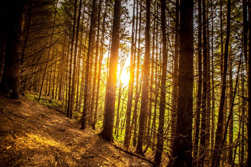 563 Treescape Stock Photos - Free & Royalty-Free Stock Photos from ...