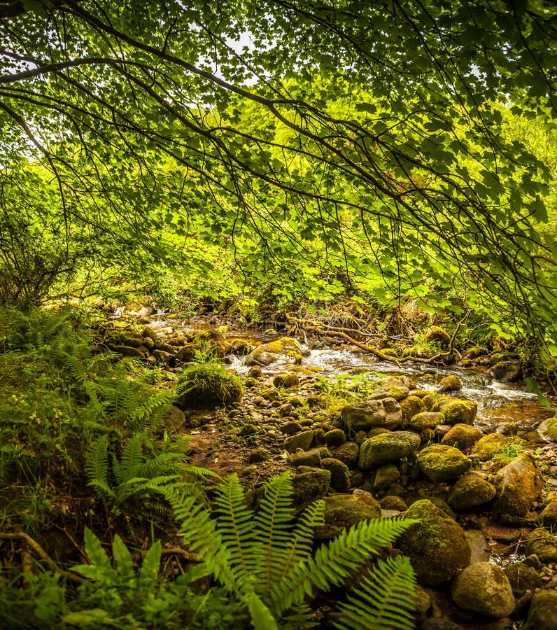 563 Treescape Stock Photos - Free & Royalty-Free Stock Photos from ...