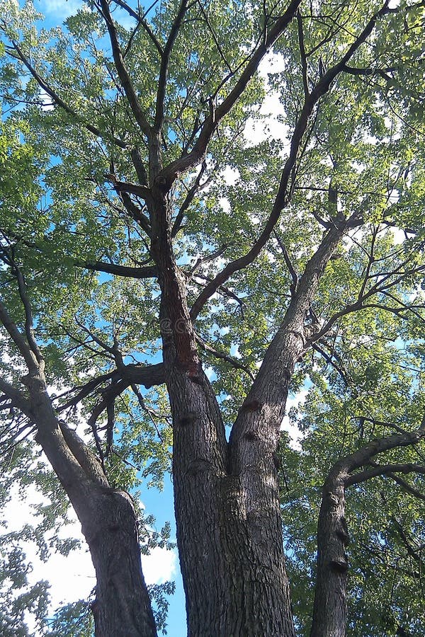Treescapes. Tree Life. Grand Tree Stock Photo - Image of treescapes ...
