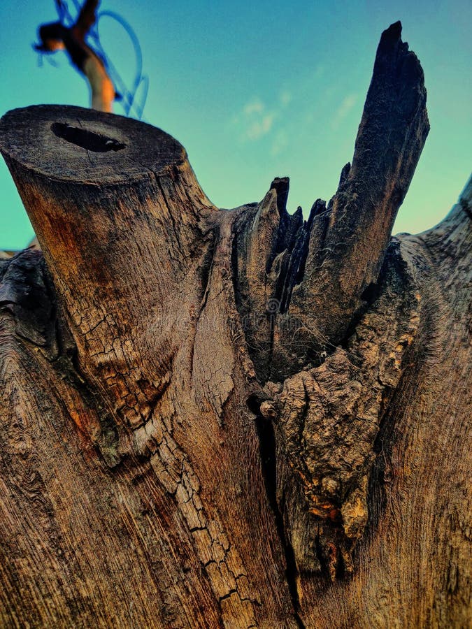 Treeshot portrait trunk stock photo. Image of geology - 213048410