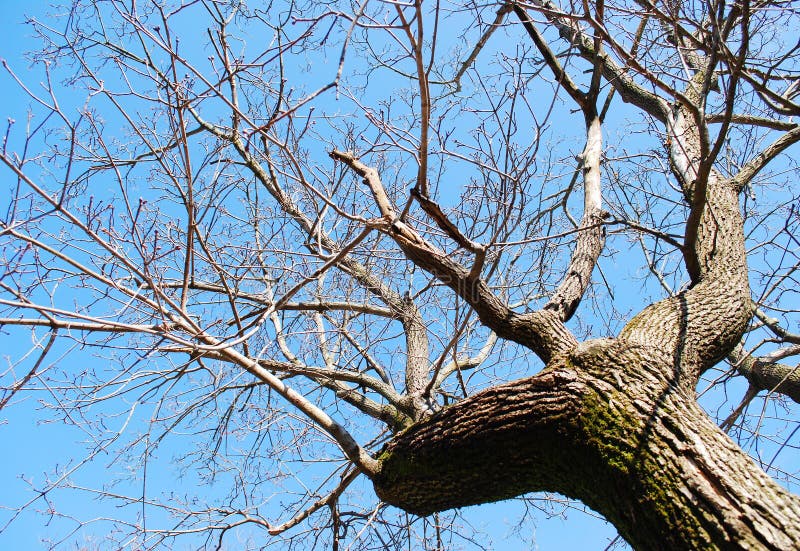 Treetop stock image. Image of limb, tree, forest, texture - 23814353