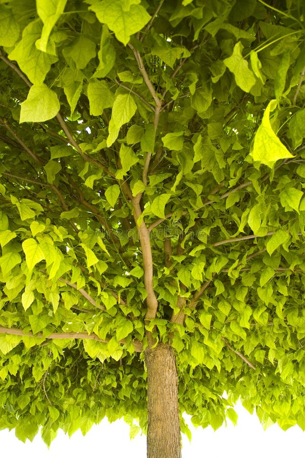 Treetop stock photo. Image of trunk, autumn, planet, ecosystem - 74322702