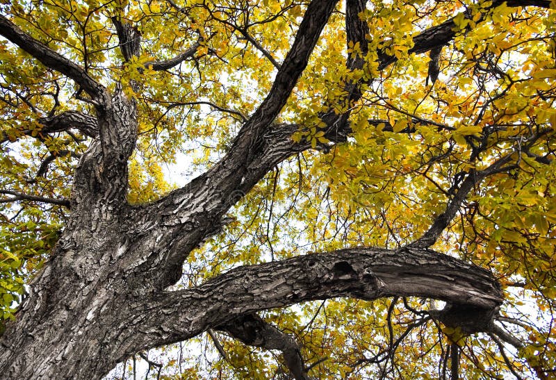 Treetop stock image. Image of complexity, environment - 5431879