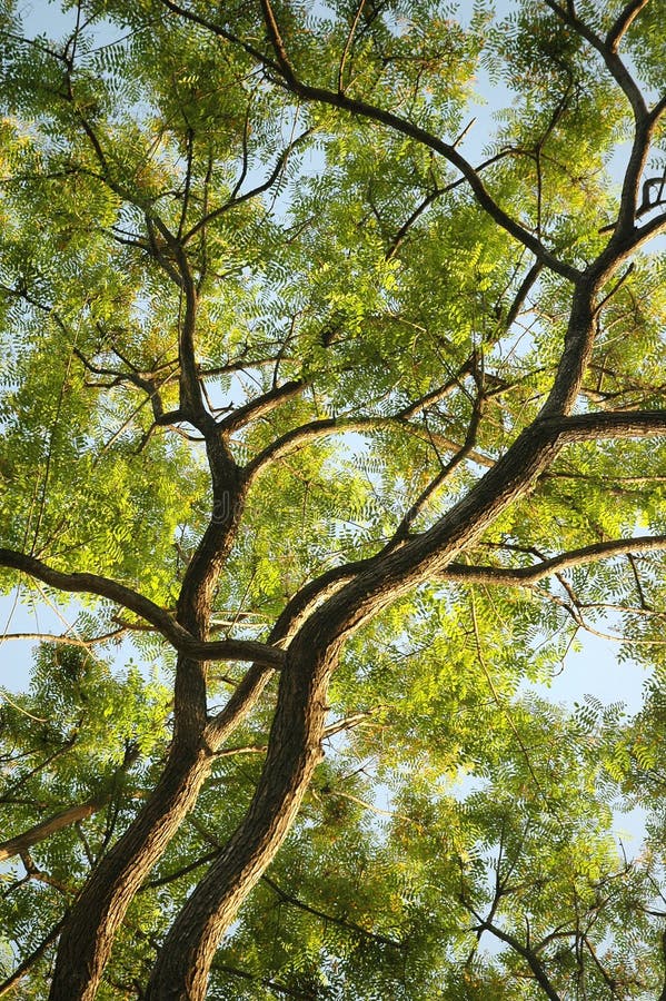 Treetop stock image. Image of nature, green, light, tree - 810525