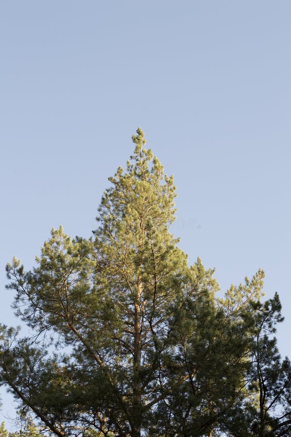 Treetop stock image. Image of strive, height, treetop - 203116349