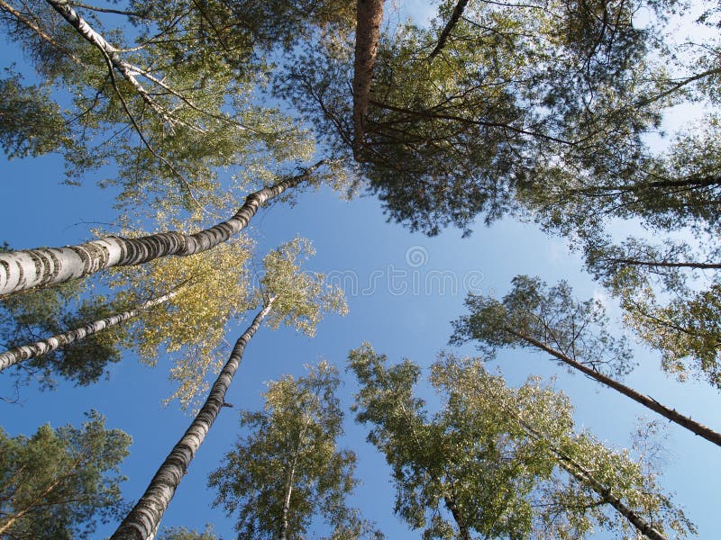 Treetop on background sky stock photo. Image of nature - 11509994