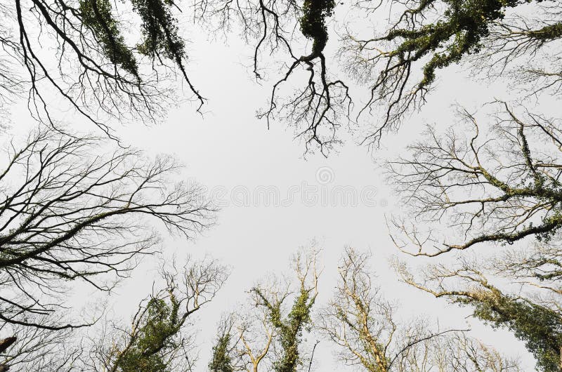 Treetop from Below stock image. Image of outdoors, angle - 96179087