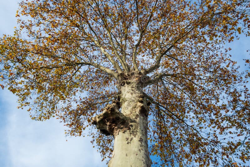 Treetop of Big Tree from Below Stock Photo - Image of angle, plant ...