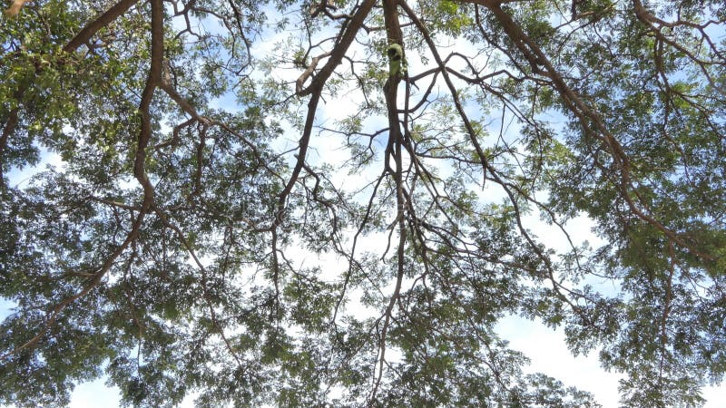Treetop of Big Tree in Forest, Worm`s Eye View. Stock Video - Video of ...
