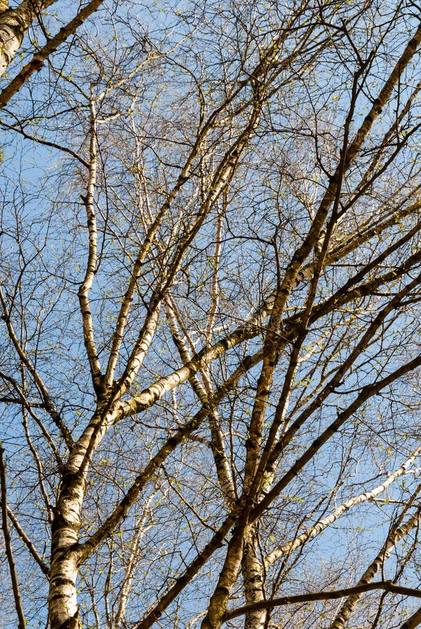 Treetop of a Birch in Spring Stock Image - Image of branch, betula ...
