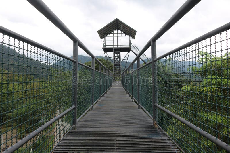 Treetop Canopy Walk with Sky in the Evening Stock Photo - Image of ...