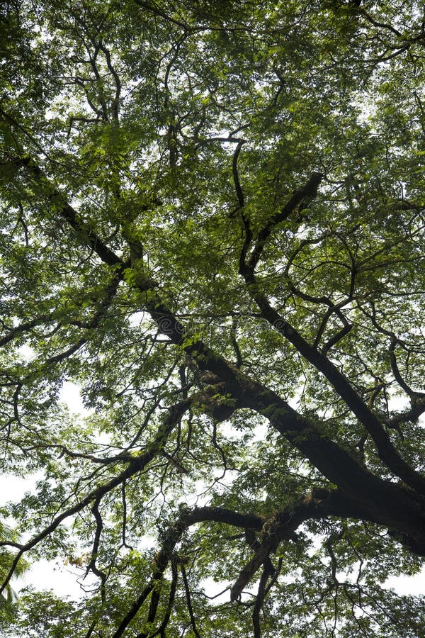 Treetop stock photo. Image of spring, light, environment - 65432158
