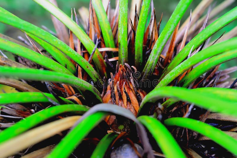 Treetop stock image. Image of christmas, leave, alternative - 102615371