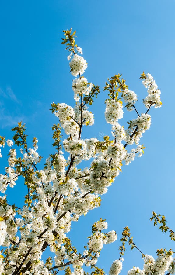 Treetop of a Flowering Sweet Cherry Stock Photo - Image of avium ...