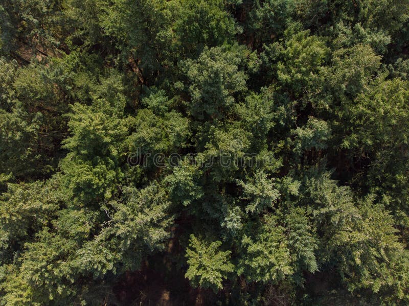 3,370 Treetop Texture Stock Photos - Free & Royalty-Free Stock Photos ...