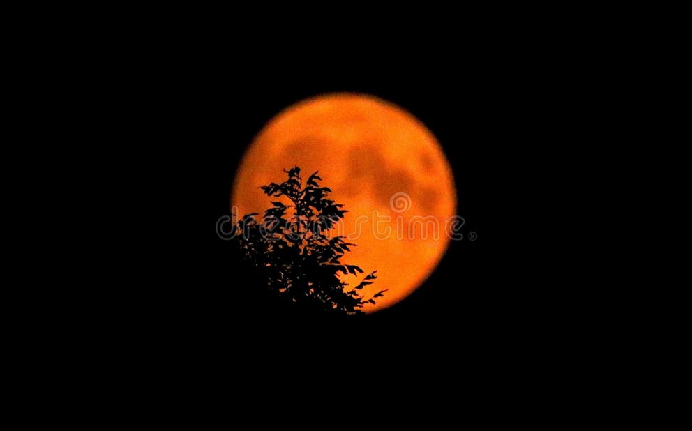 Treetop in Front of the Supermoon in August Stock Image - Image of ...