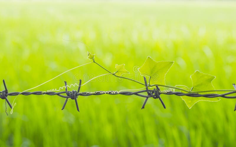 Treetop Gourd on Barbed Wire and Green Field Background Stock Photo ...
