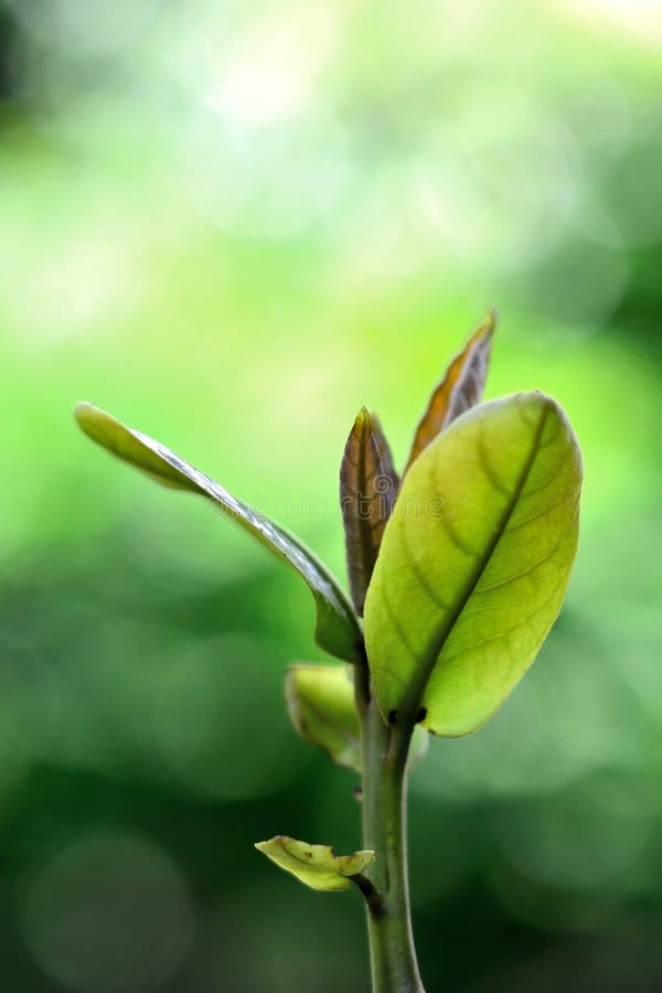 Treetop with Green Background in the Garden. Treetop, Tree, Green ...
