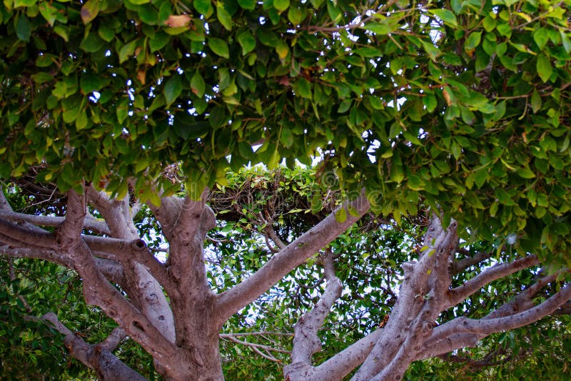 Treetop with leaves stock image. Image of treetop, leaves - 321448899