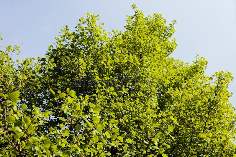 Treetop in nature stock image. Image of beautiful, vibrant - 75960997