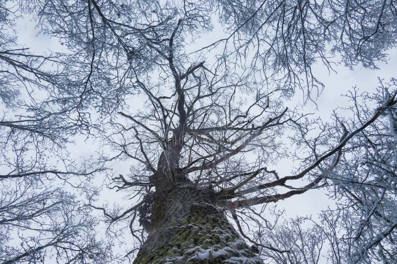 Treetop of Oak Tree with Bare Tree Branch Around in Snow Storm. Czech ...