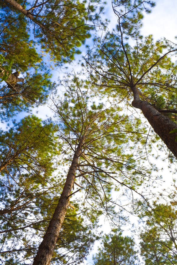 Treetop of pine tree stock image. Image of backdrop, grow - 25119051