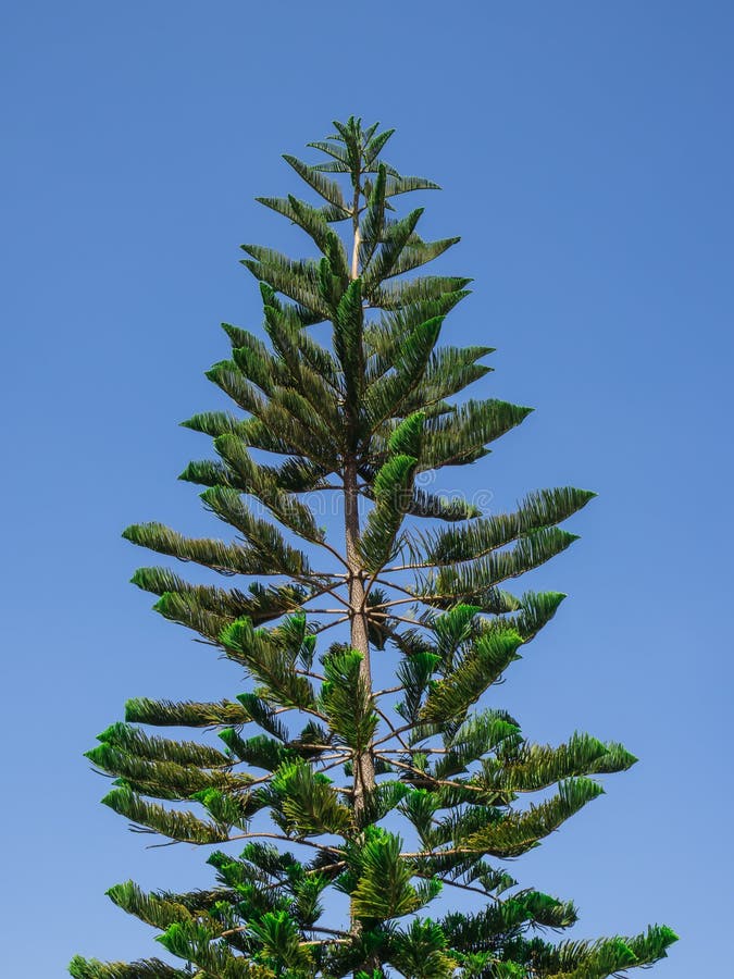 Treetop of Pine Tree on Blue Sky Background Stock Image - Image of pine ...