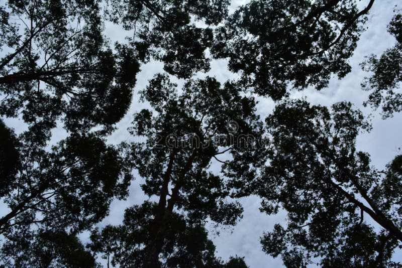 Treetop stock photo. Image of view, point, tree, treetop - 119323596