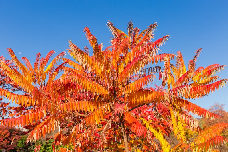 Treetop of Rhus Typhina with Autumn Leaves Against Clear Sky Stock ... Treetop of Rhus Typhina with Autumn Leaves Against Clear Sky Stock ...