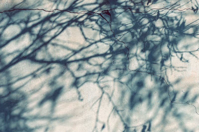 Treetop Shadow on Cracked Wall Stock Photo - Image of pattern, grunge ...