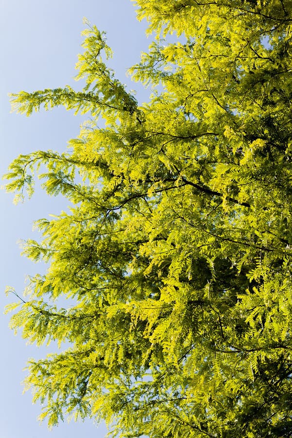 Treetop with the Sky in the Background Stock Image - Image of plant ...