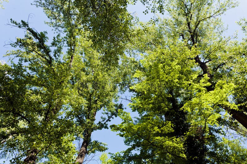 Treetop with the Sky in the Background Stock Photo - Image of nature ...