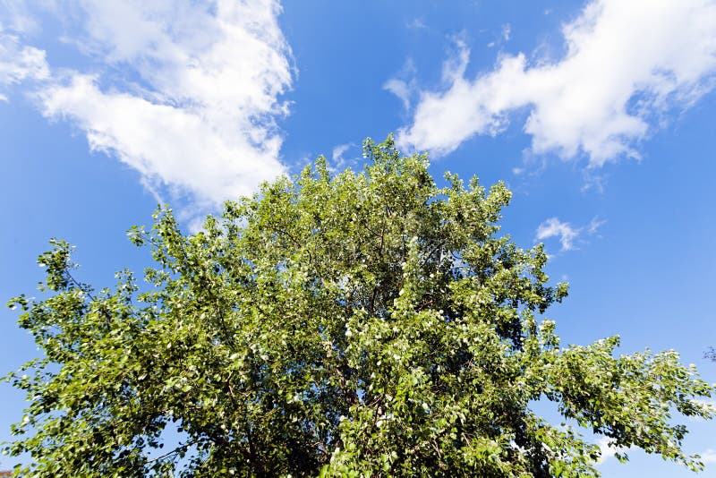 Treetop with the Sky in the Background Stock Photo - Image of light ...