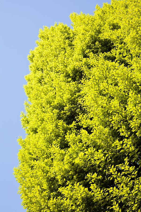 Treetop with the Sky in the Background Stock Photo - Image of sunny ...
