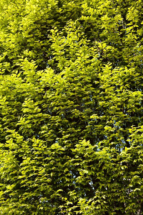 Treetop with the Sky in the Background Stock Image - Image of space ...