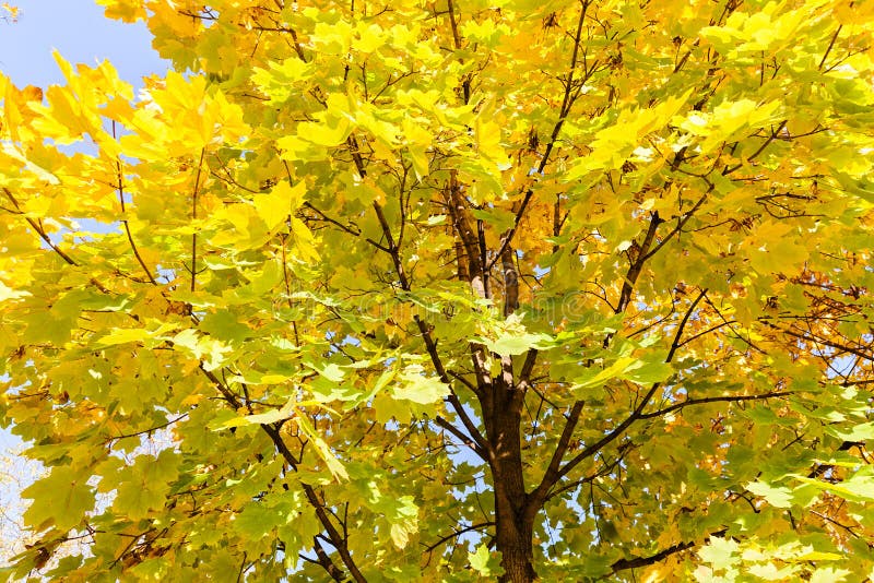 Treetop with the Sky in the Background Stock Image - Image of forest ...