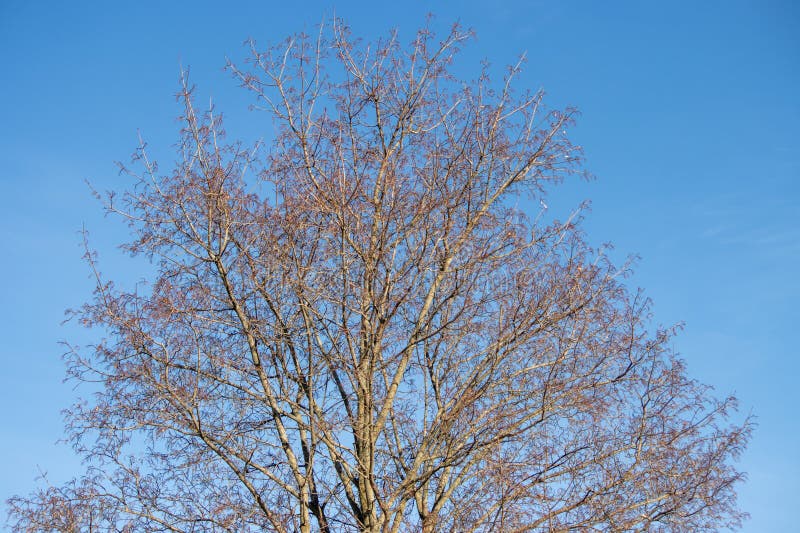 A Treetop in Spring Against a Clear Blue Sky Stock Image - Image of ...